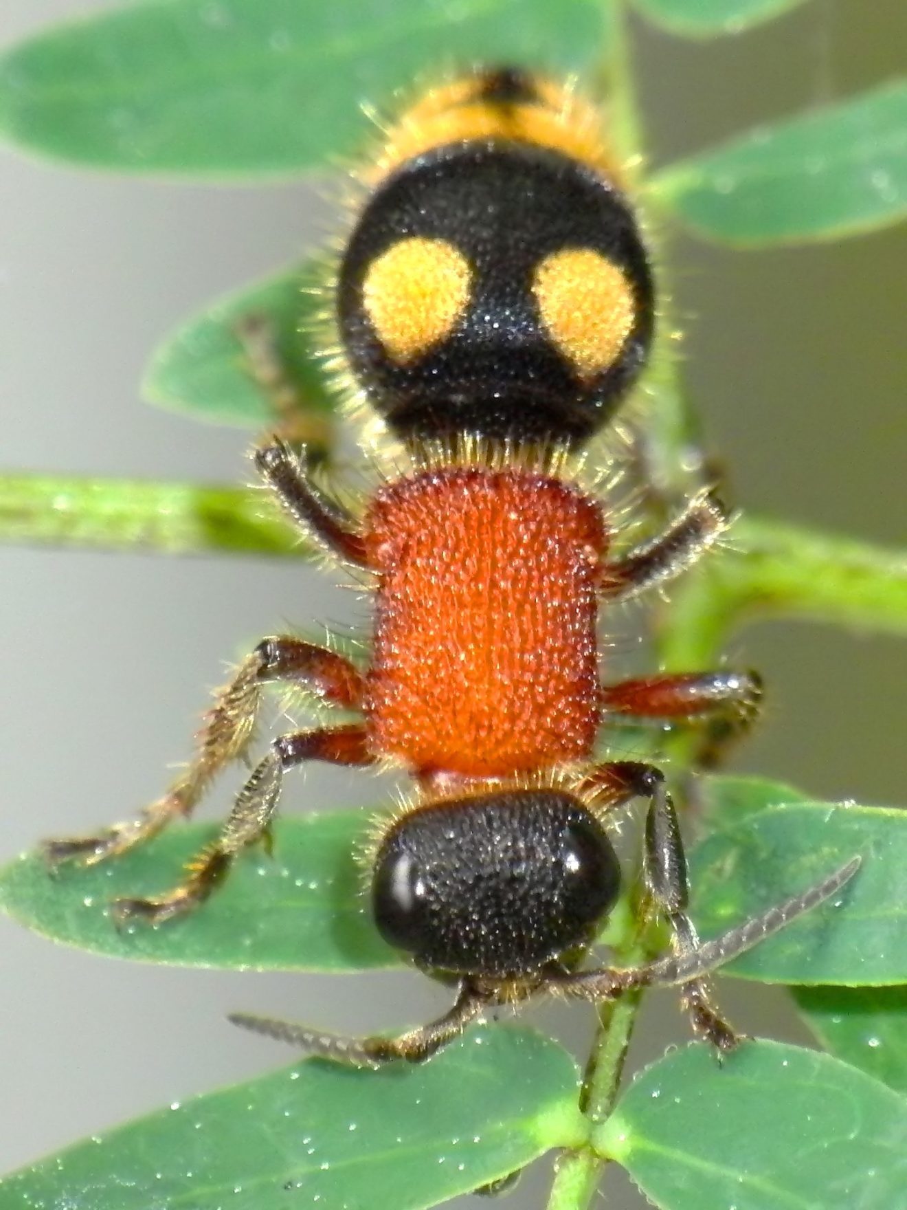 La fourmi-panda - Baleine sous Gravillon