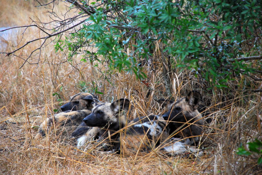 Les lycaons, une histoire de famille - Baleine sous Gravillon