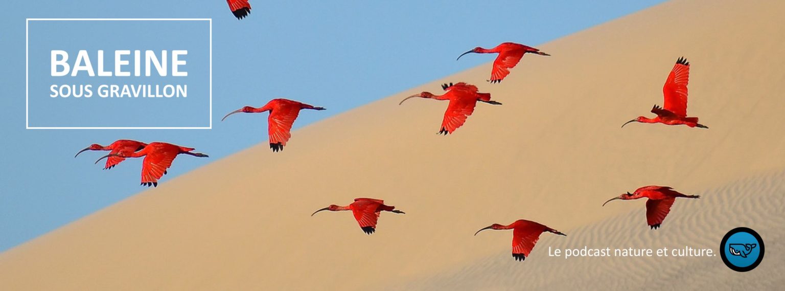 La fourmi-panda - Baleine sous Gravillon