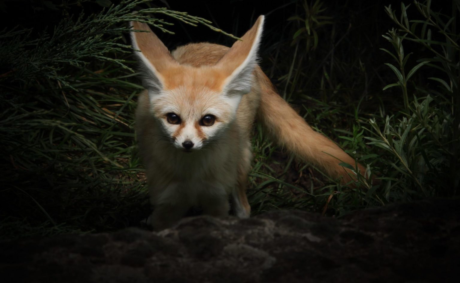 le Fennec, Petit Poucet et Gremlin de la famille