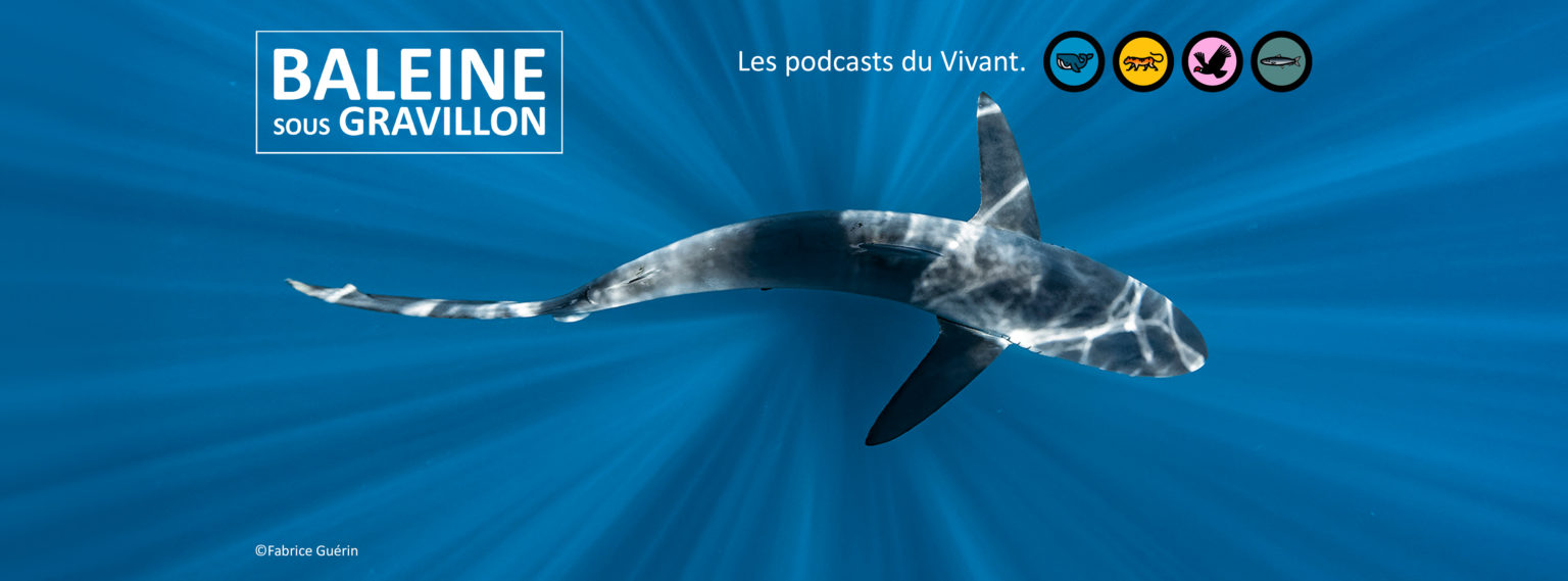 Elle a fait un bébé toute seule: La reproduction du Requin-zèbre sans ...