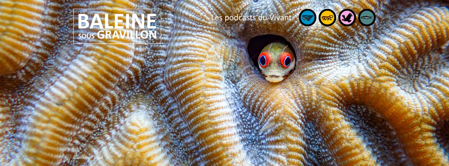 BSG | L’Arénicole : le ver qui donne son sang