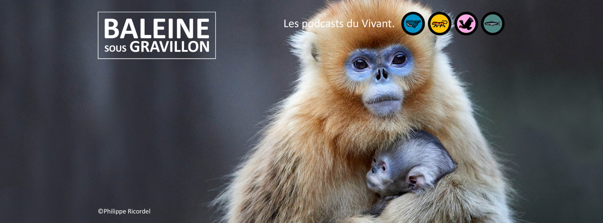 Primates du monde : L’Atèle, un “Singe-araignée” doté de 5 membres ...