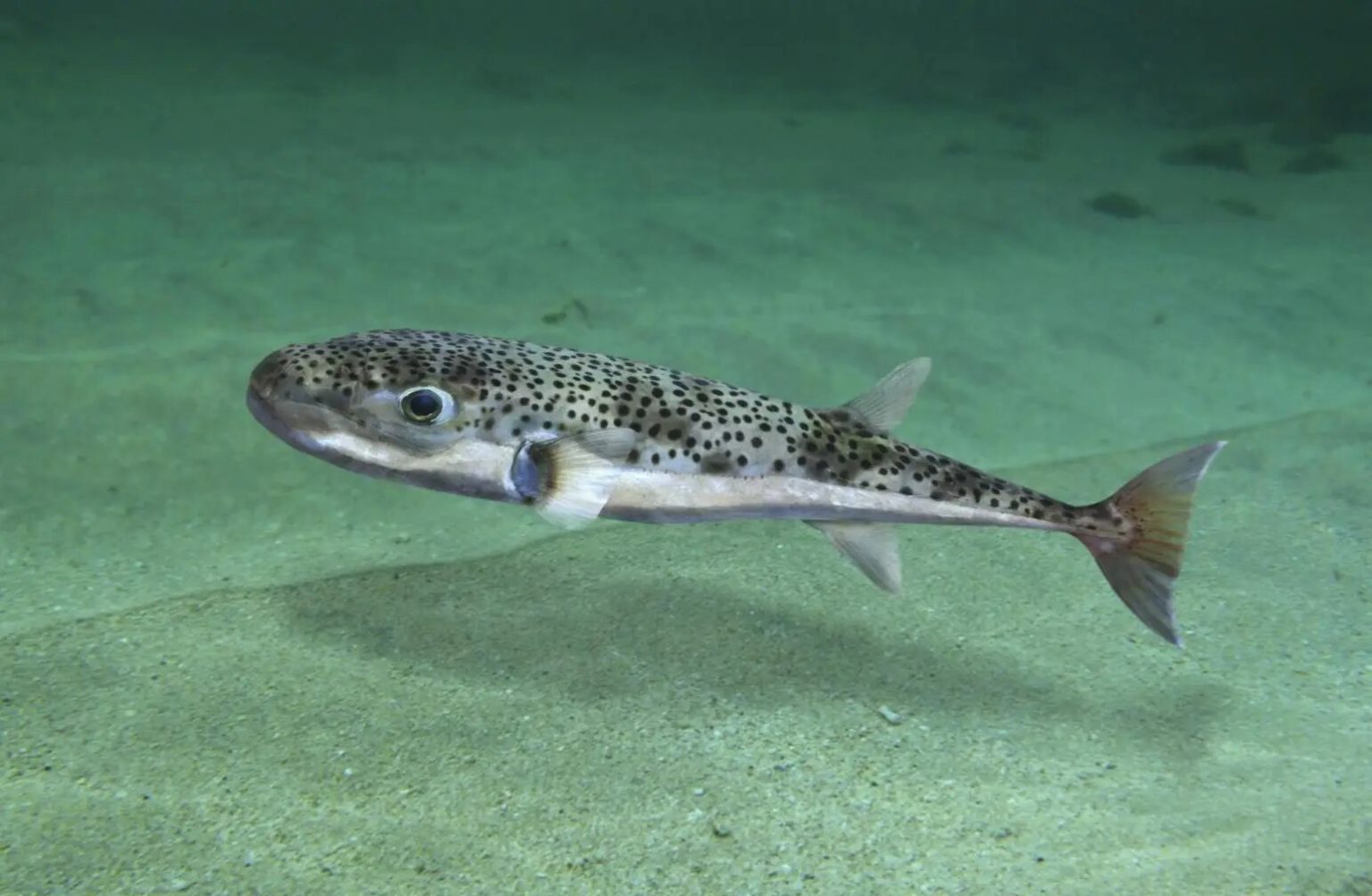 Les Poissons-ballons (Tétraodontidés) : Ne pas trop les gonfler ...