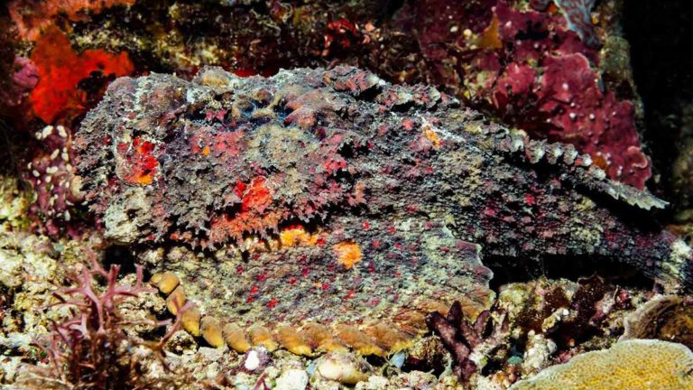 Le Poisson-pierre : le plus mimétique ET le plus venimeux du monde ...