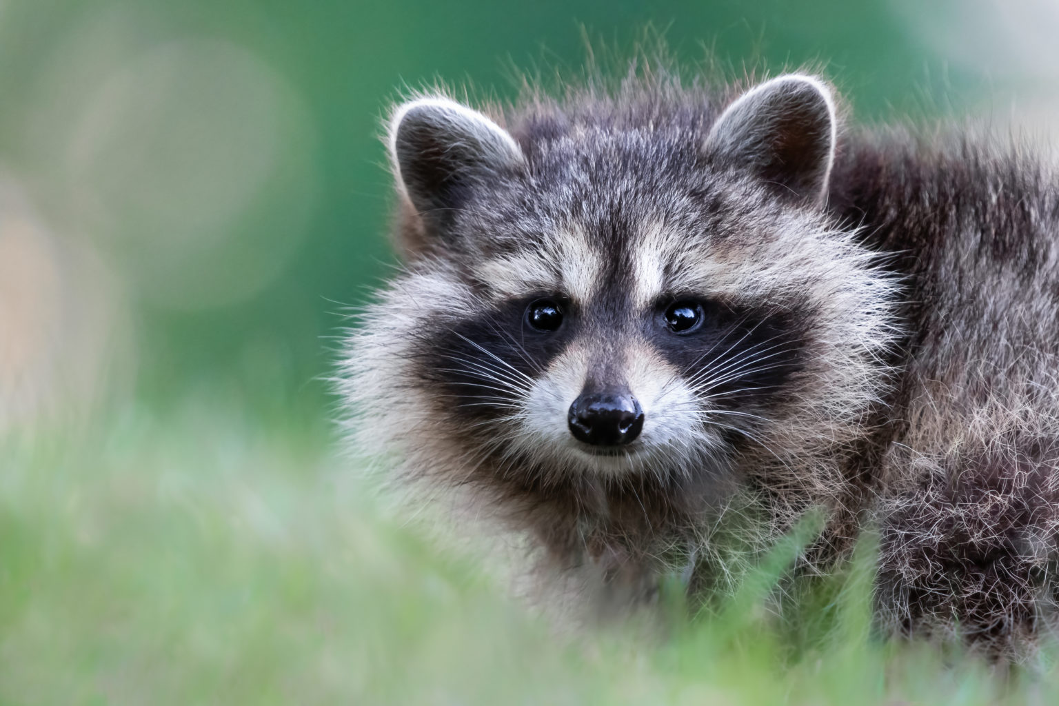 Le Raton laveur : choupi mais invasif en Europe - Baleine sous Gravillon