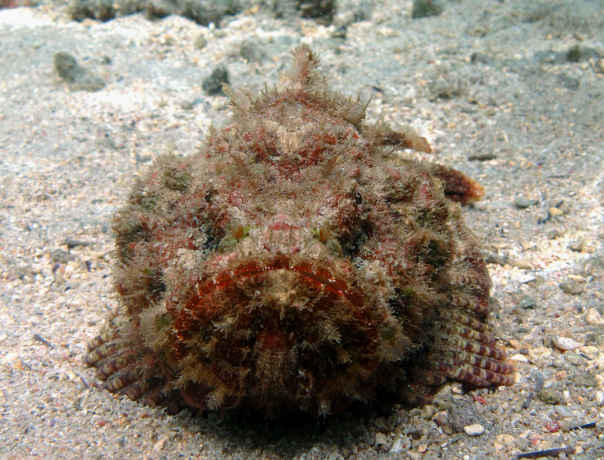 Le Poisson-pierre : le plus mimétique ET le plus venimeux du monde ...