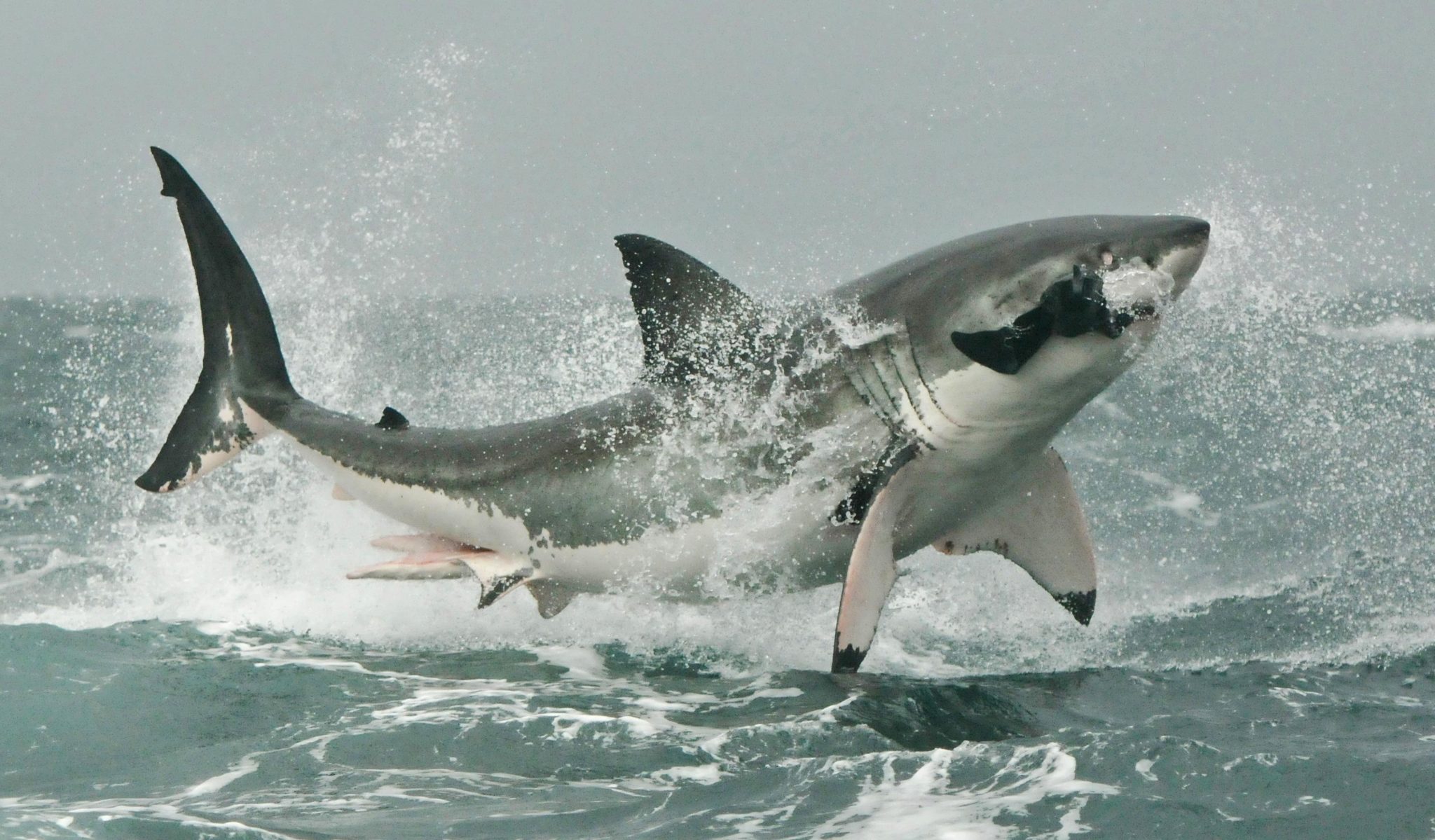 Requins : 540 espèces réparties en 8 ordres - Baleine sous Gravillon