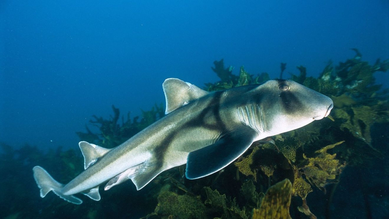 Requins : 540 espèces réparties en 8 ordres - Baleine sous Gravillon