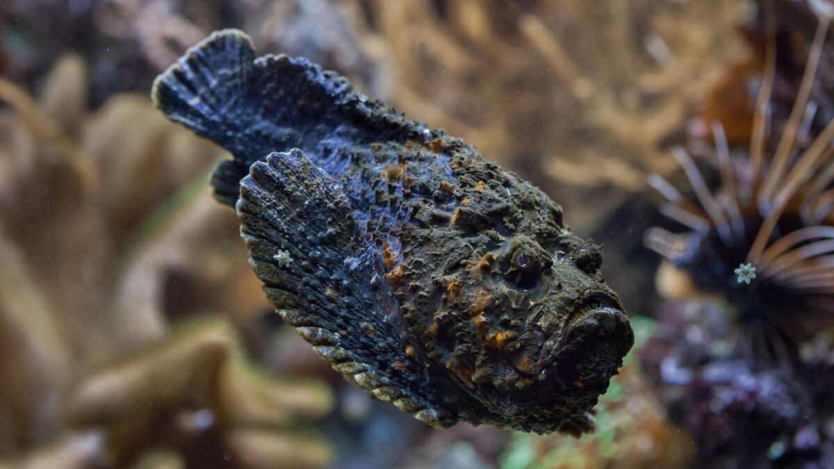 Le Poisson-pierre : le plus mimétique ET le plus venimeux du monde ...