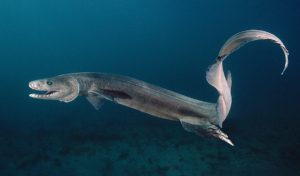 Requins : 540 espèces réparties en 8 ordres - Baleine sous Gravillon