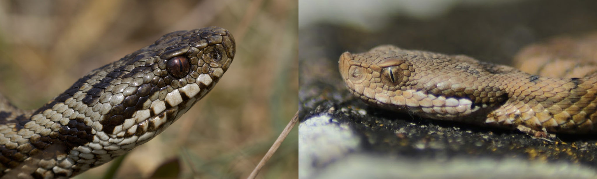 Serpents de France 1/14 : La Vipère aspic, une méridionale qui a du nez ...