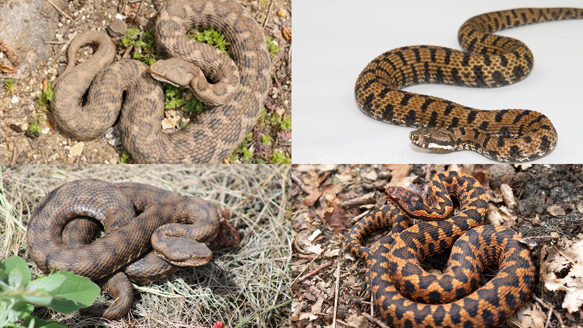 Serpents de France 1/14 : La Vipère aspic, une méridionale qui a du nez ...