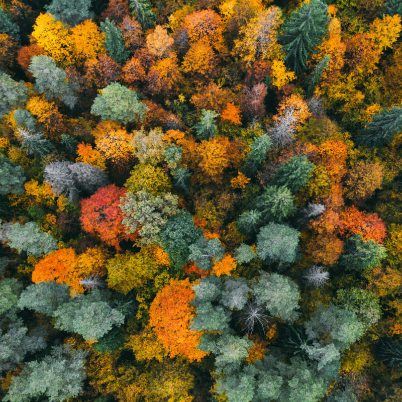 Cuboméduse: une des créatures les plus vénimeuses du monde