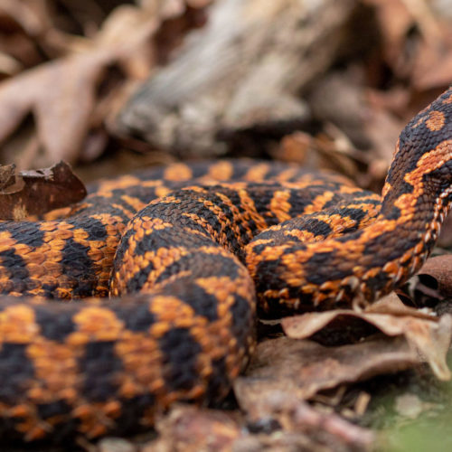 Serpents de France 1/14 : La Vipère aspic, une méridionale qui a du nez