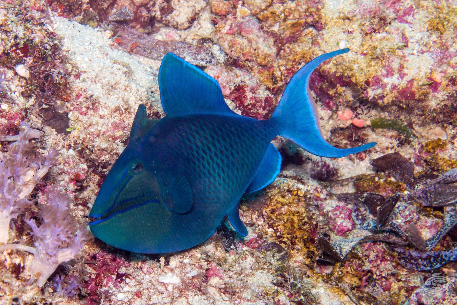 Les Balistes: des rois de la gâchette