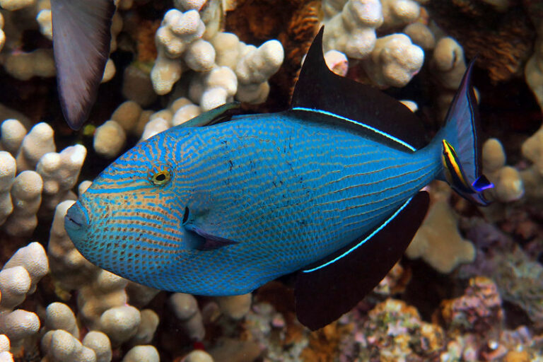 Les Balistes: des rois de la gâchette