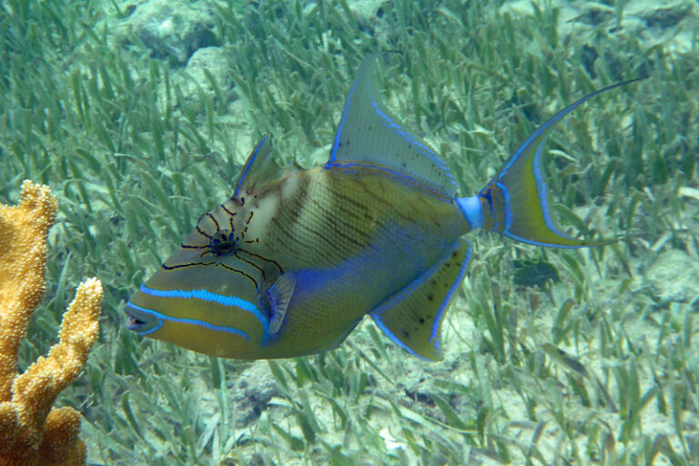 Les Balistes: des rois de la gâchette