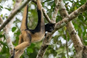 Primates du monde : L’Atèle, un “Singe-araignée” doté de 5 membres ...