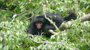 Primates du monde : L’Atèle, un “Singe-araignée” doté de 5 membres ...
