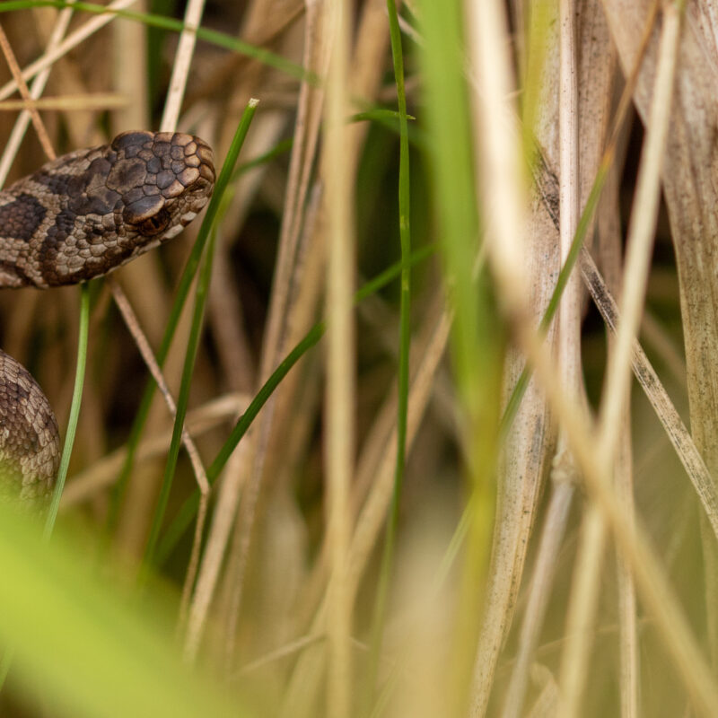 Serpents de France 3/14 : La Vipère péliade, une septentrionale cosmopolite