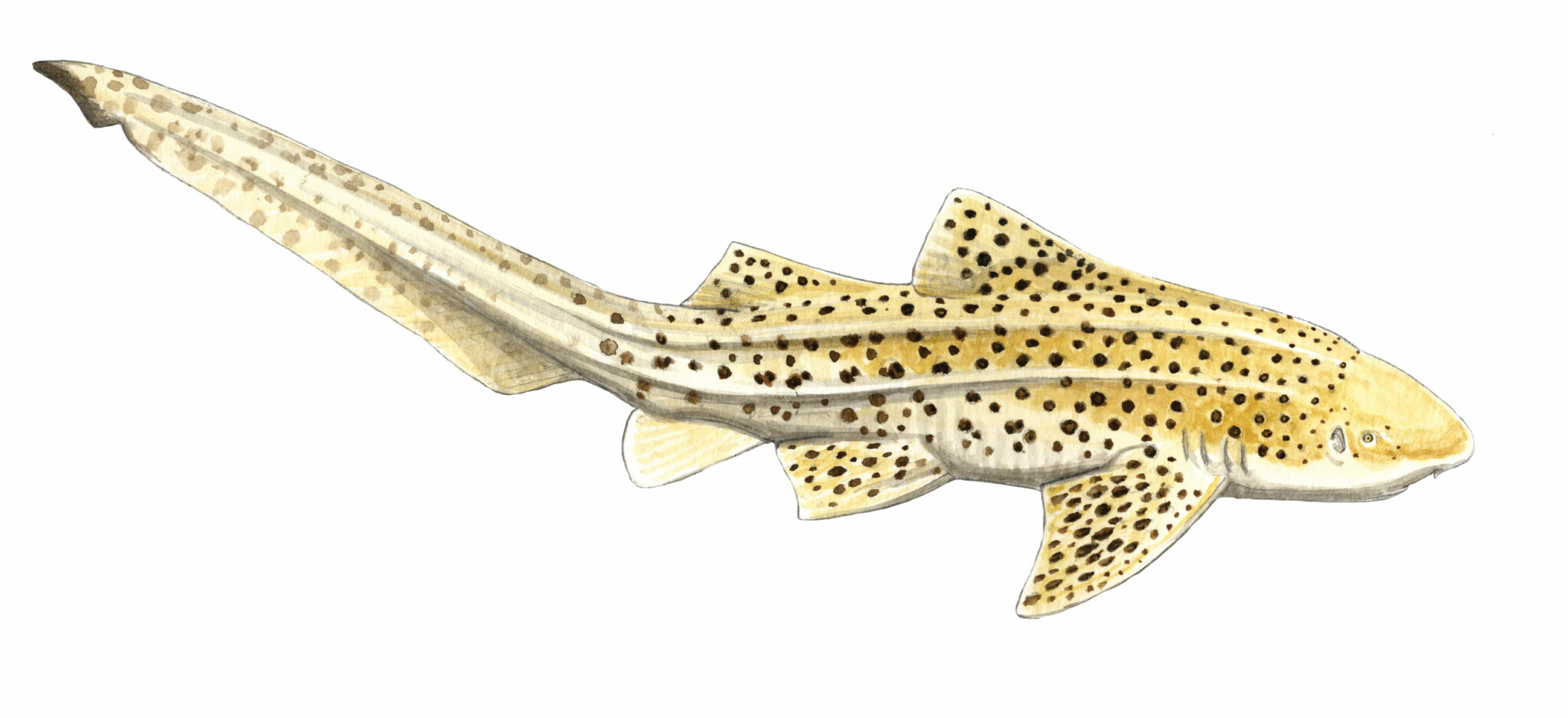 Requin-zèbre : le juvénile est Zèbre et l'adulte Léopard