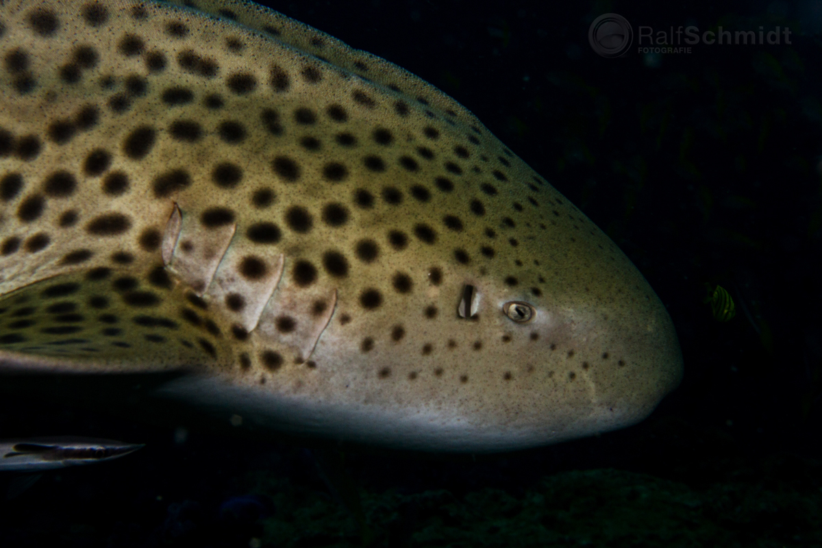 Elle a fait un bébé toute seule: La reproduction du Requin-zèbre sans ...