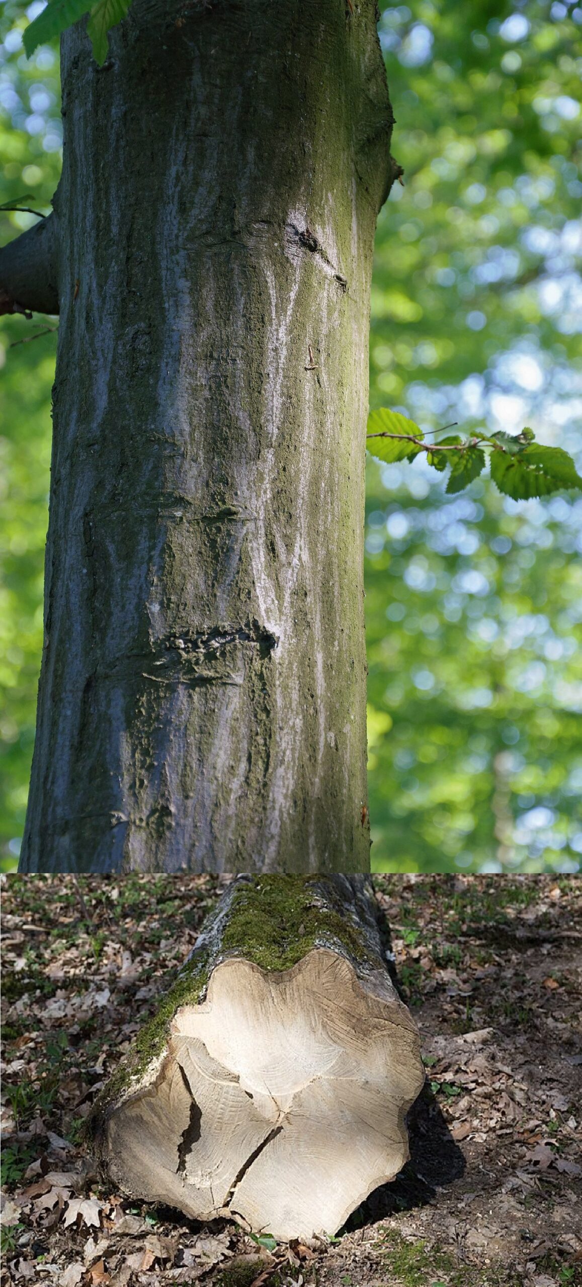 Sous le charme du Charme