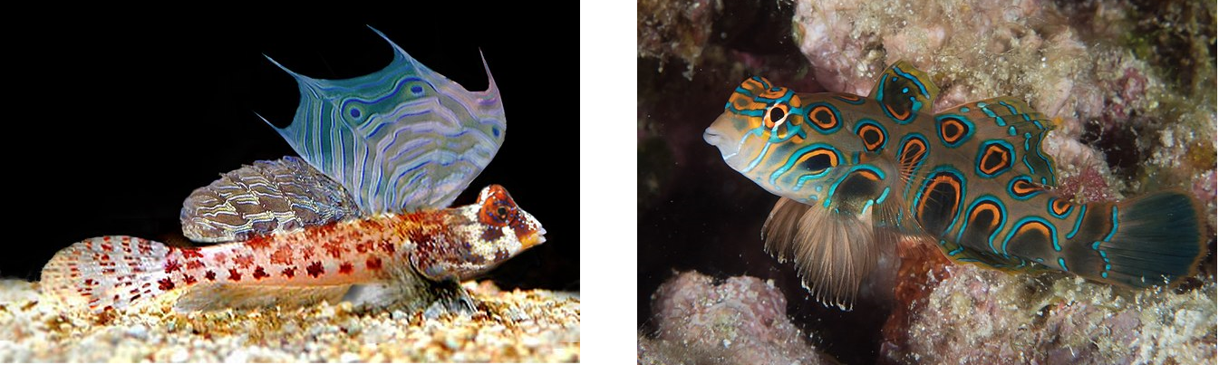 Le Poisson-mandarin cachemire : un bijou empoisonné - Baleine sous ...
