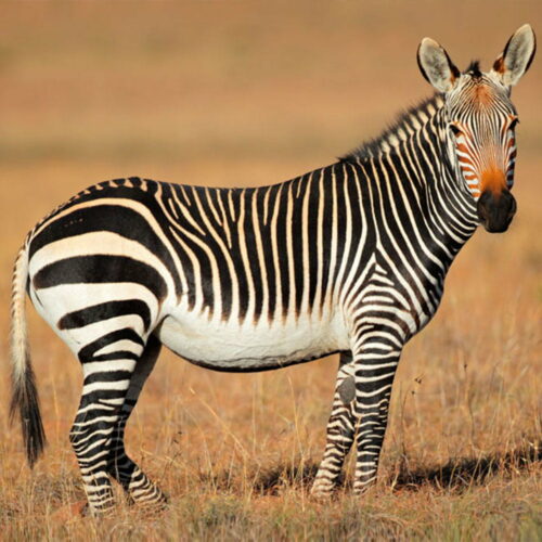Drôle de Zèbres ! À quoi donc servent leurs rayures ? - Baleine sous ...