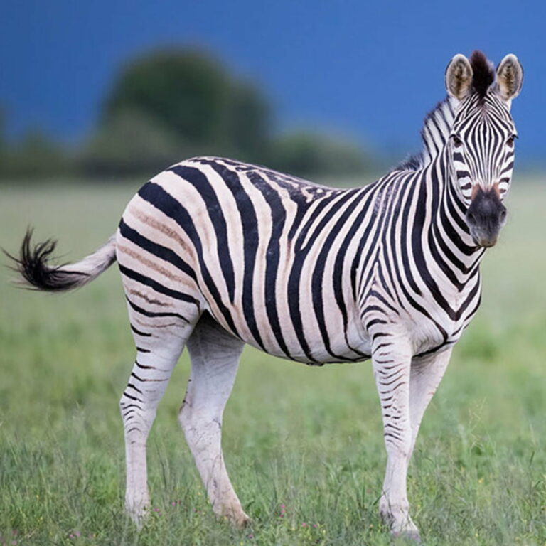 Drôle de Zèbres ! À quoi donc servent leurs rayures ? - Baleine sous ...