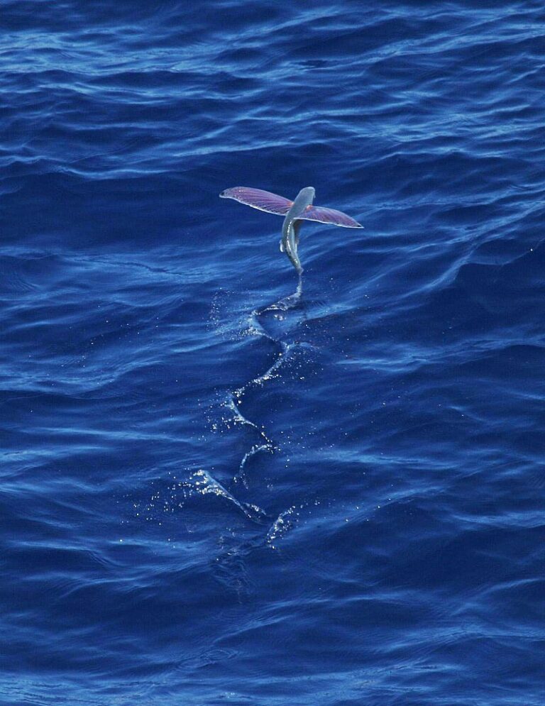 Exocet : poisson volant missile qui plane 400 m hors de l'eau ...