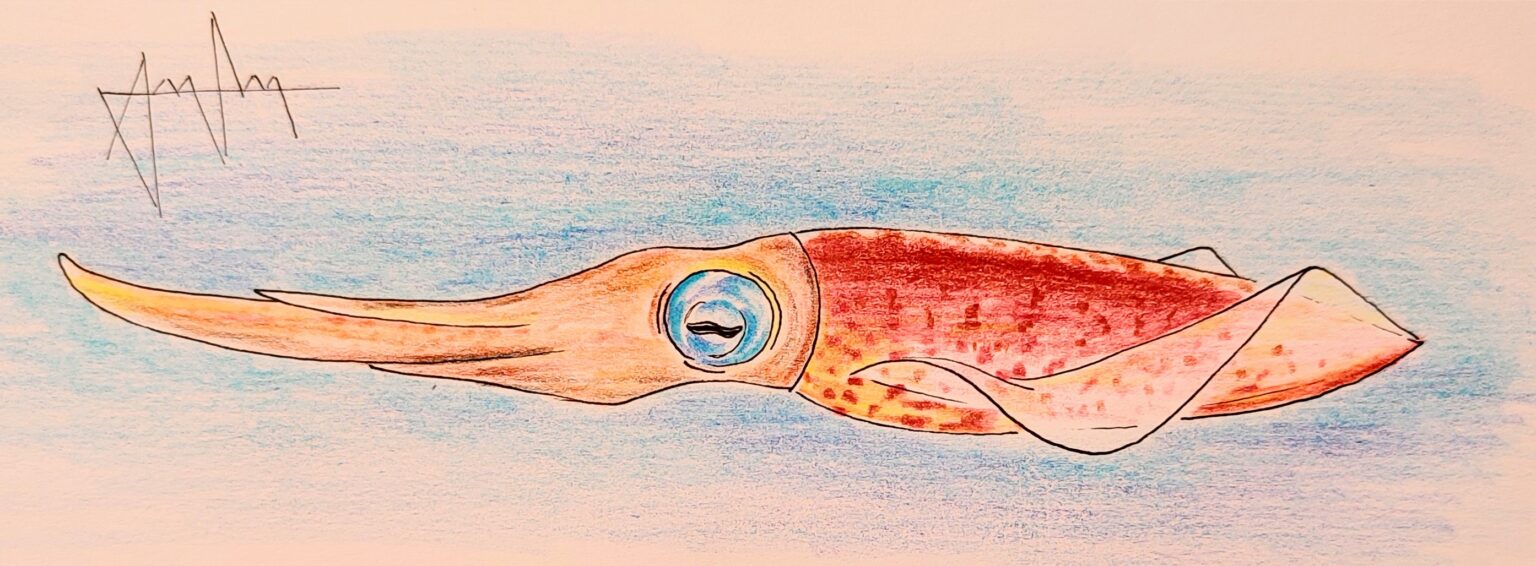 Les Calmars volants et leur jet pack 100% naturel