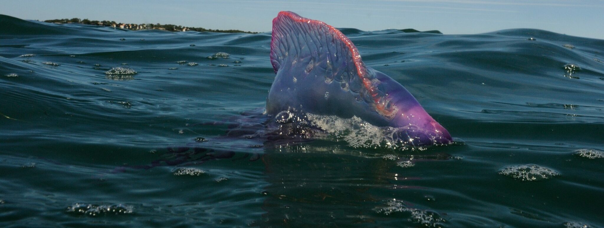 Exocet : le Poisson volant à tire d’ailes… ou de nageoires