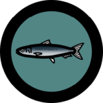 Exocet : poisson volant missile qui plane 400 m hors de l'eau ...