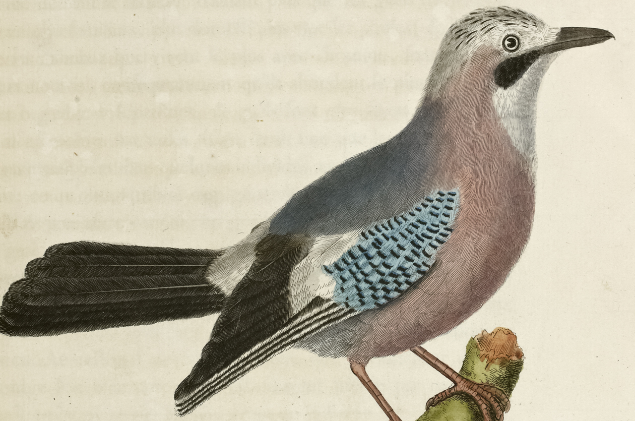 Buffon le naturaliste : le vrai numéro un - Baleine sous Gravillon