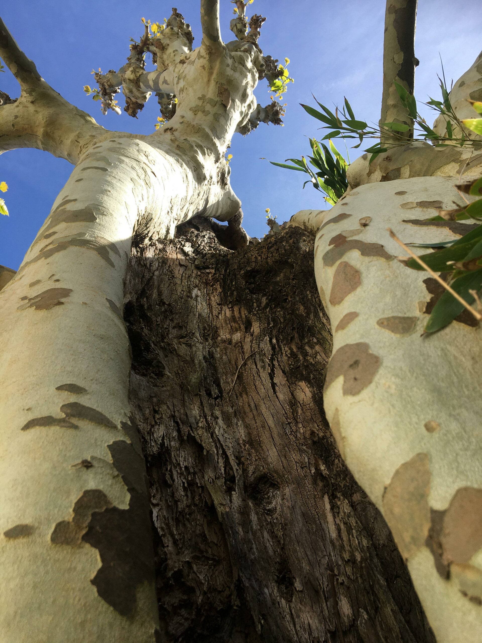 Un bout de route avec le Platane - Baleine sous Gravillon