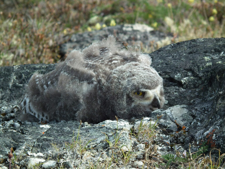 Le Harfang des neiges, un Hibou vraiment très chouette ! - Baleine sous ...