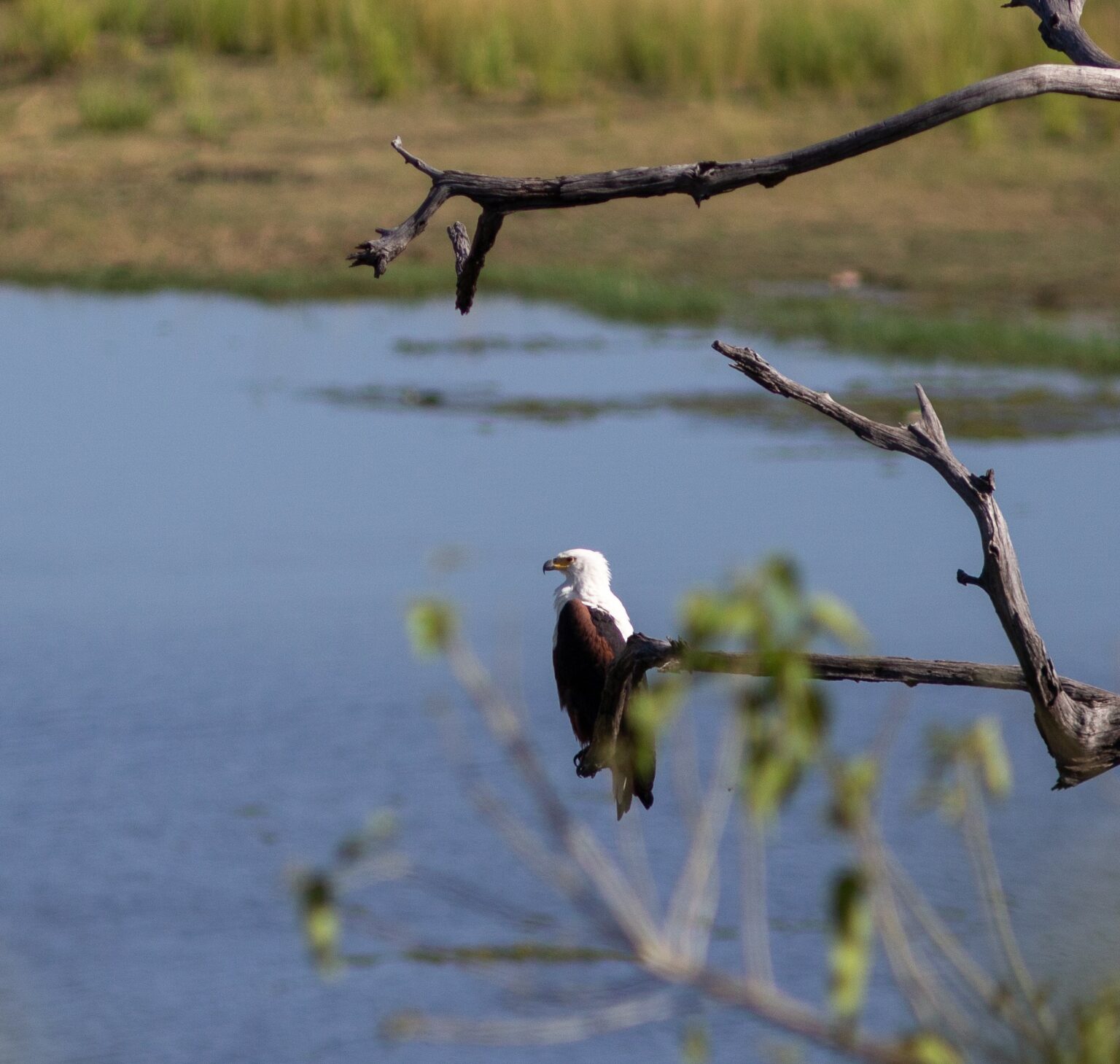Le Pygargue, la puissance au-delà du symbole - Baleine sous Gravillon