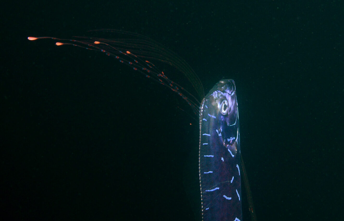 Le Régalec, ni Hareng, ni Serpent mais “poisson-ruban“ - Baleine sous ...