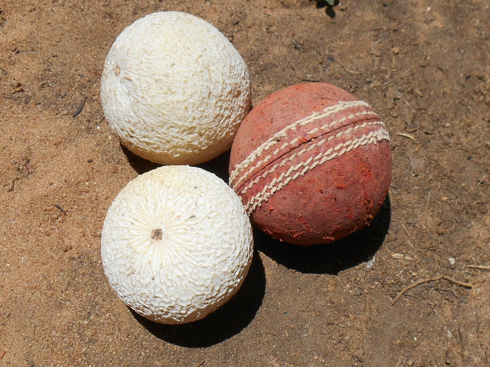 L’Oryctérope du Cap, Opération Termites - Baleine sous Gravillon